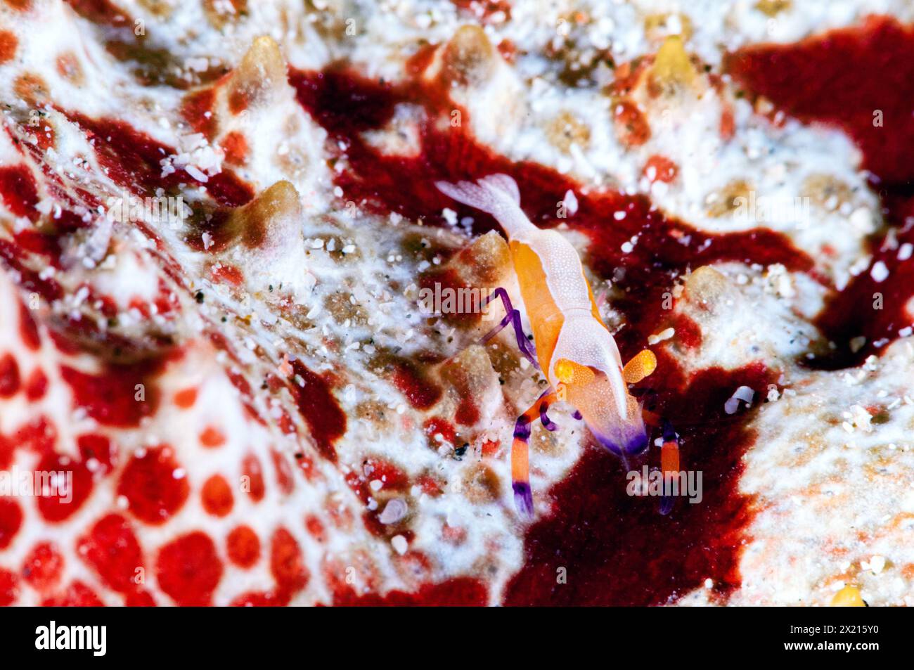 Imperial colors hi-res stock photography and images - Alamy