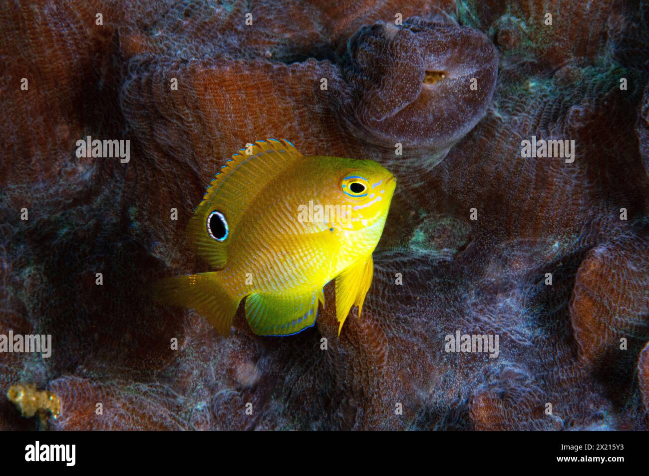 Damselfish damsel fish sea reef hi-res stock photography and images - Alamy