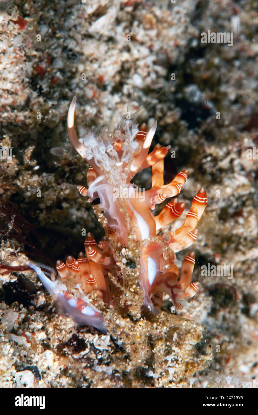 Nudibranch eating hydroids Stock Photo - Alamy