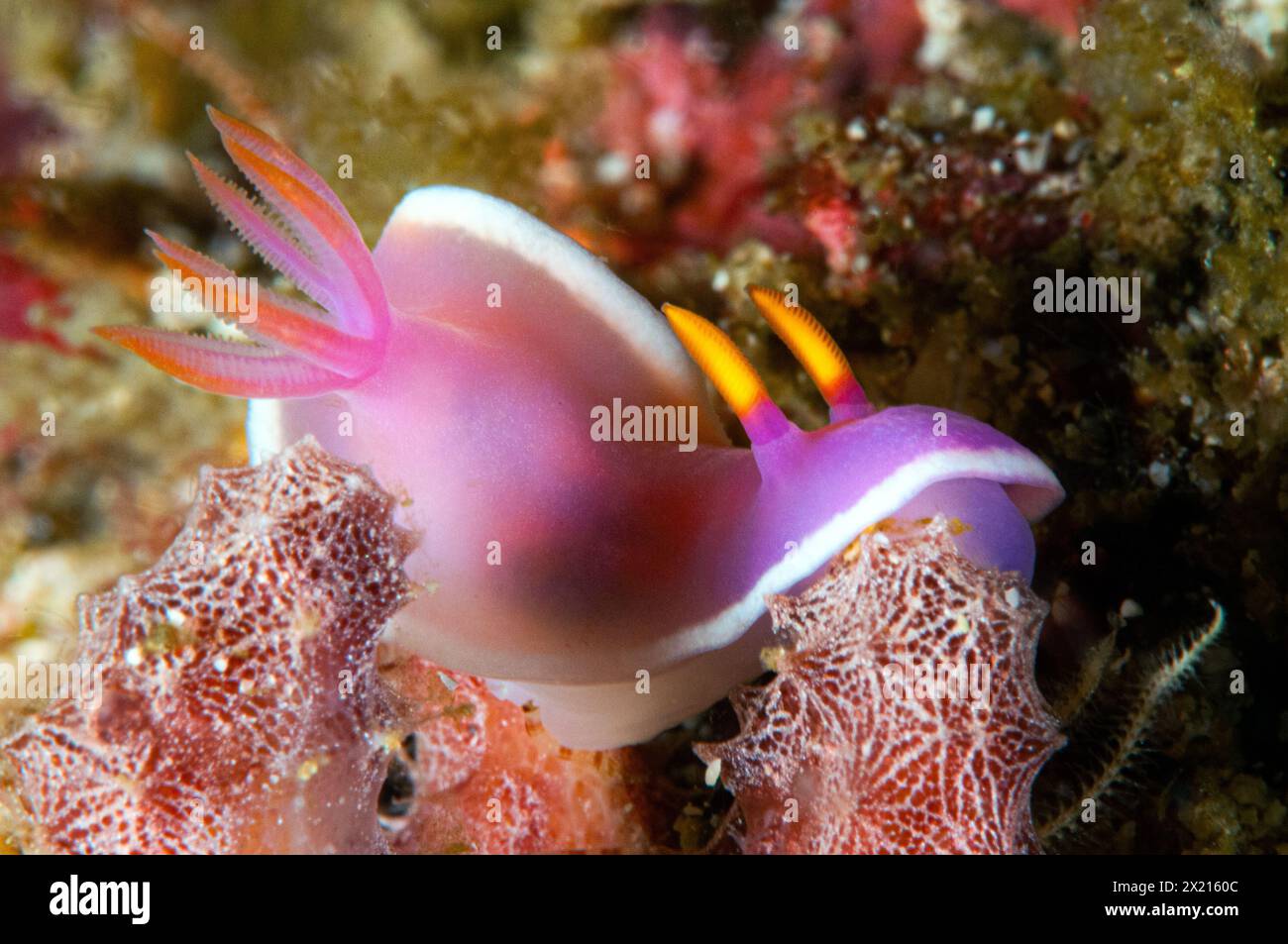 Hypselodoris variobranchia hi-res stock photography and images - Alamy