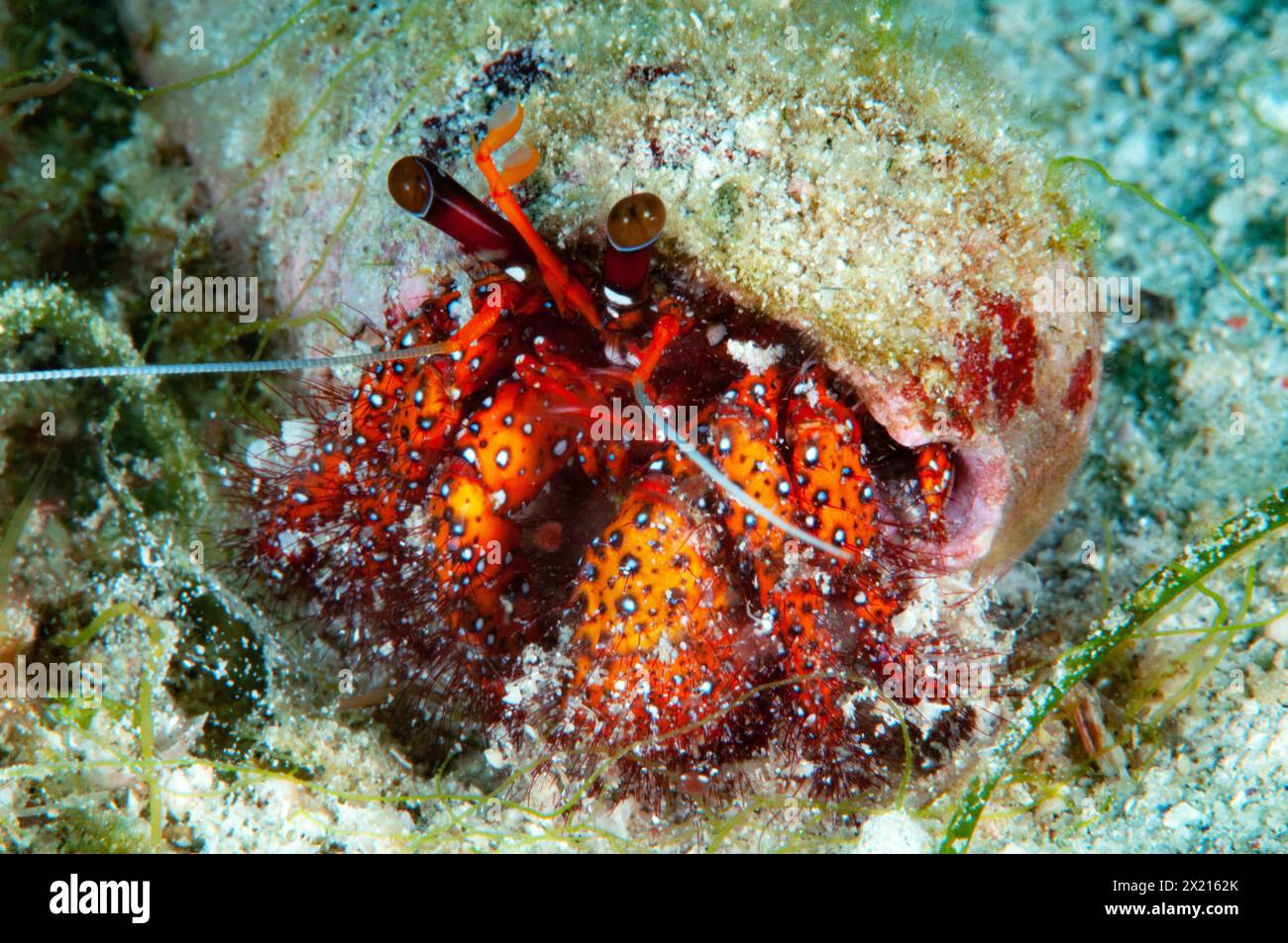 White-spotted hermit crab Stock Photo - Alamy