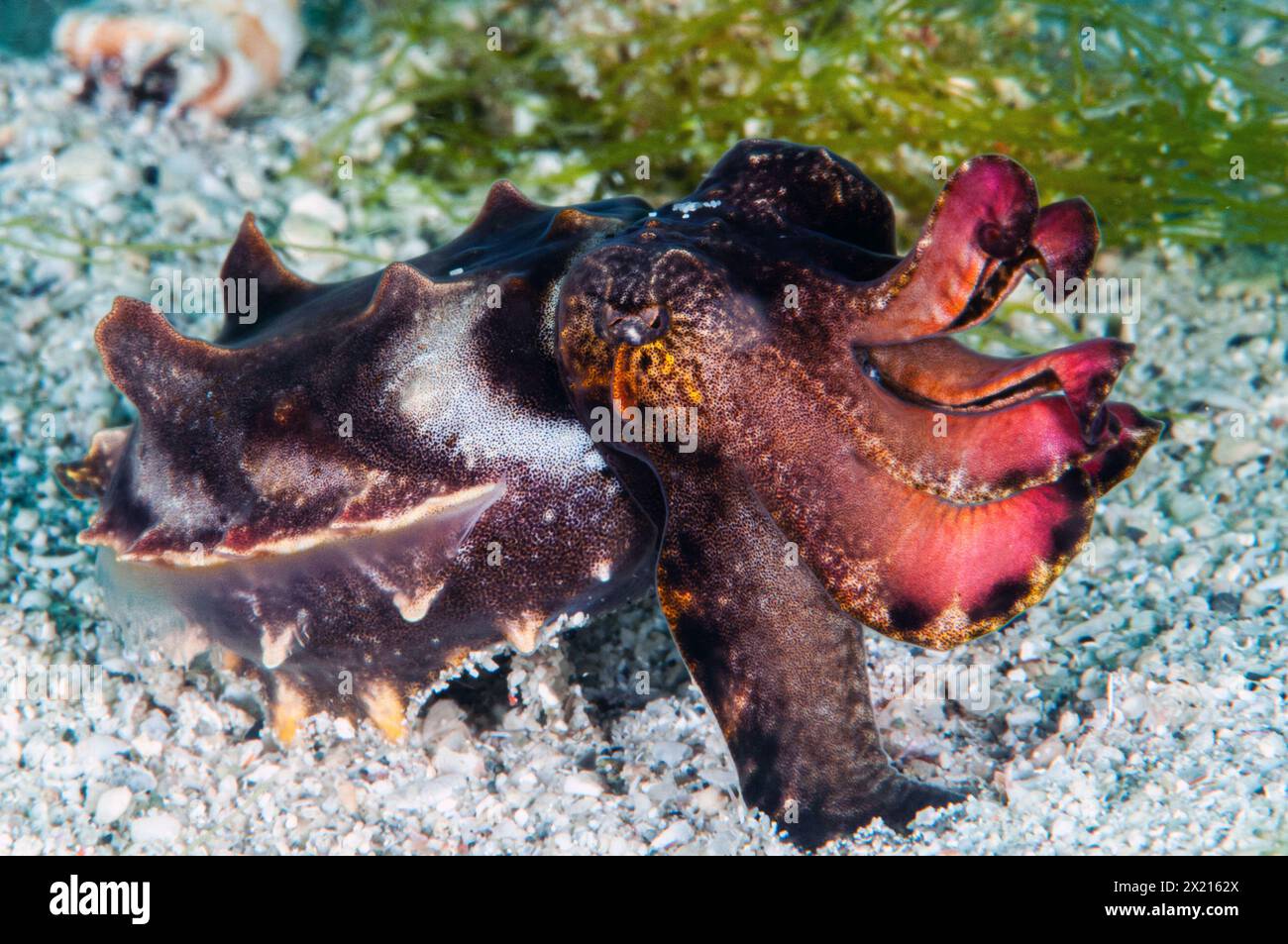 Soft cuttlefish hi-res stock photography and images - Alamy