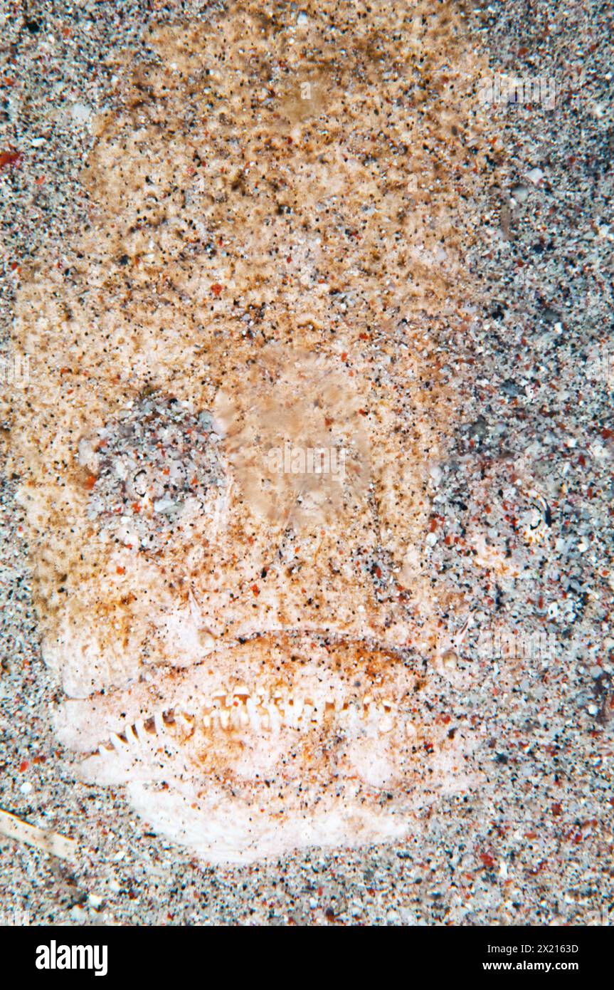 Underwater predation hi-res stock photography and images - Alamy