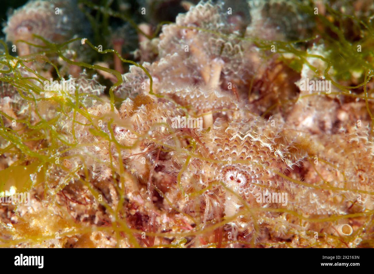 Tubicol worms hi-res stock photography and images - Alamy