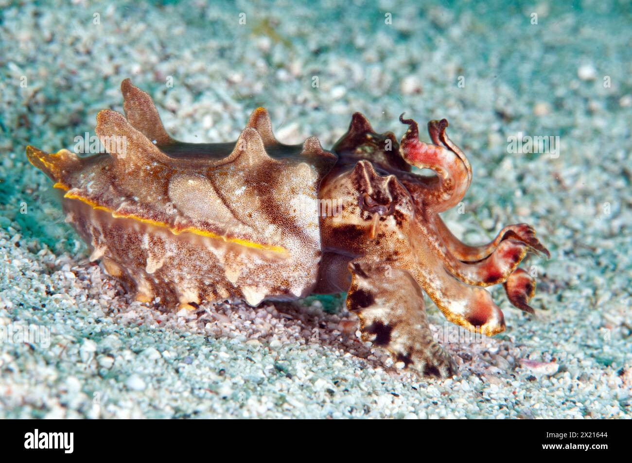 Soft cuttlefish hi-res stock photography and images - Alamy