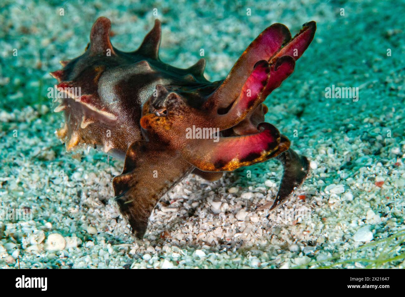 Soft cuttlefish hi-res stock photography and images - Alamy