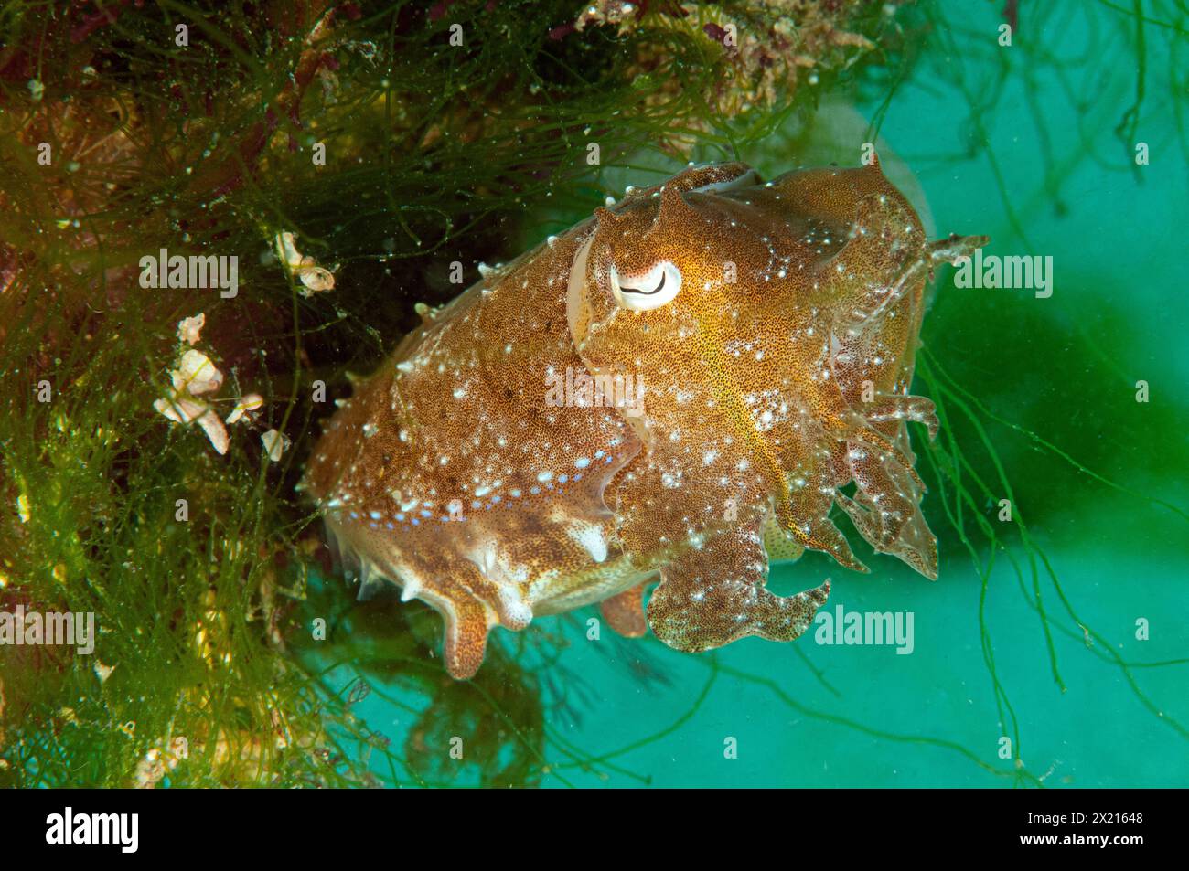 Soft cuttlefish hi-res stock photography and images - Alamy