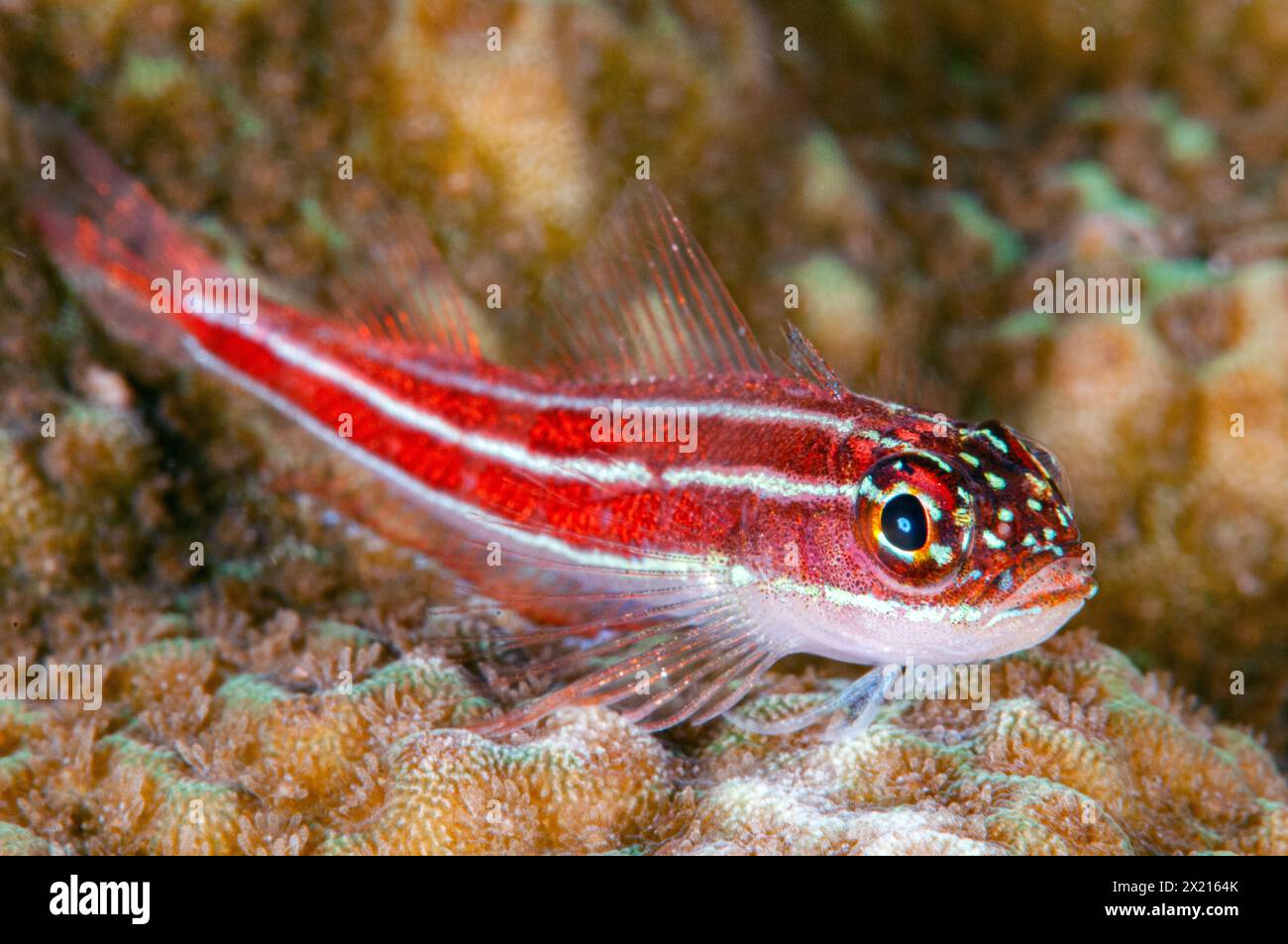 Striped triplefin fish hi-res stock photography and images - Alamy