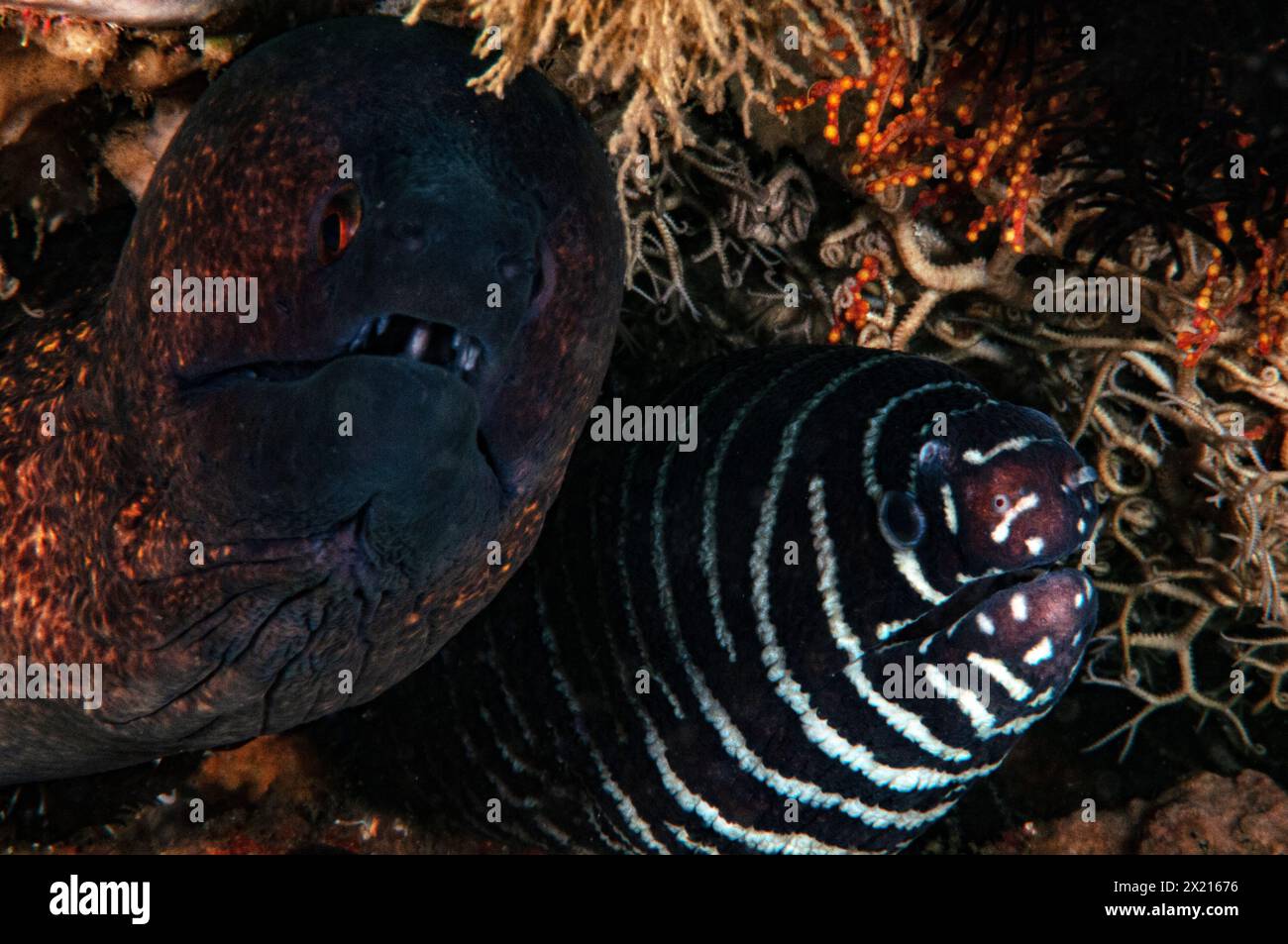 Two fish teeth hi-res stock photography and images - Alamy