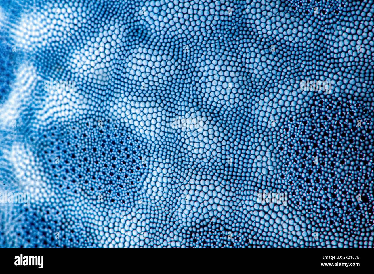 Blue sea star Stock Photo - Alamy