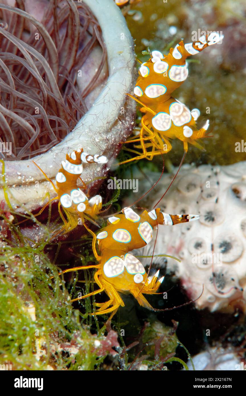 Humpbacked shrimp hi-res stock photography and images - Alamy