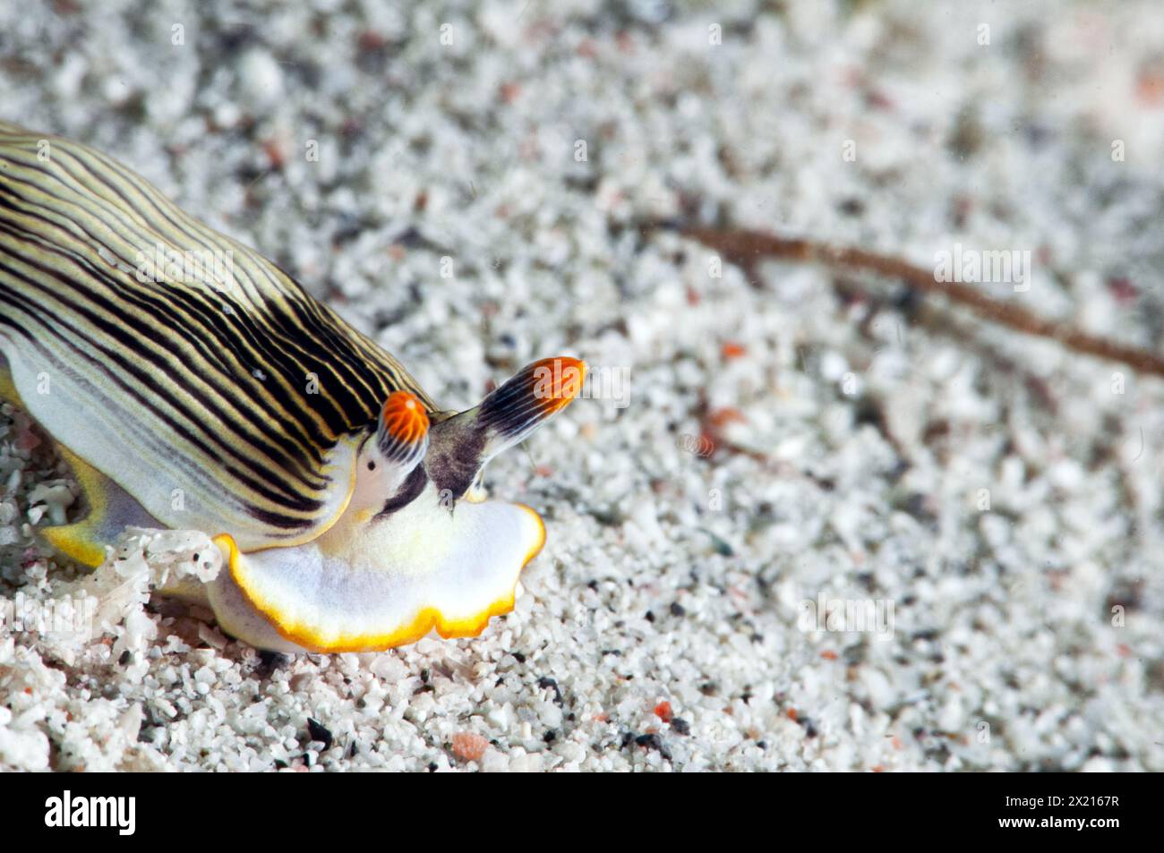 Nudibranch sea slug bottom ocean hi-res stock photography and images ...