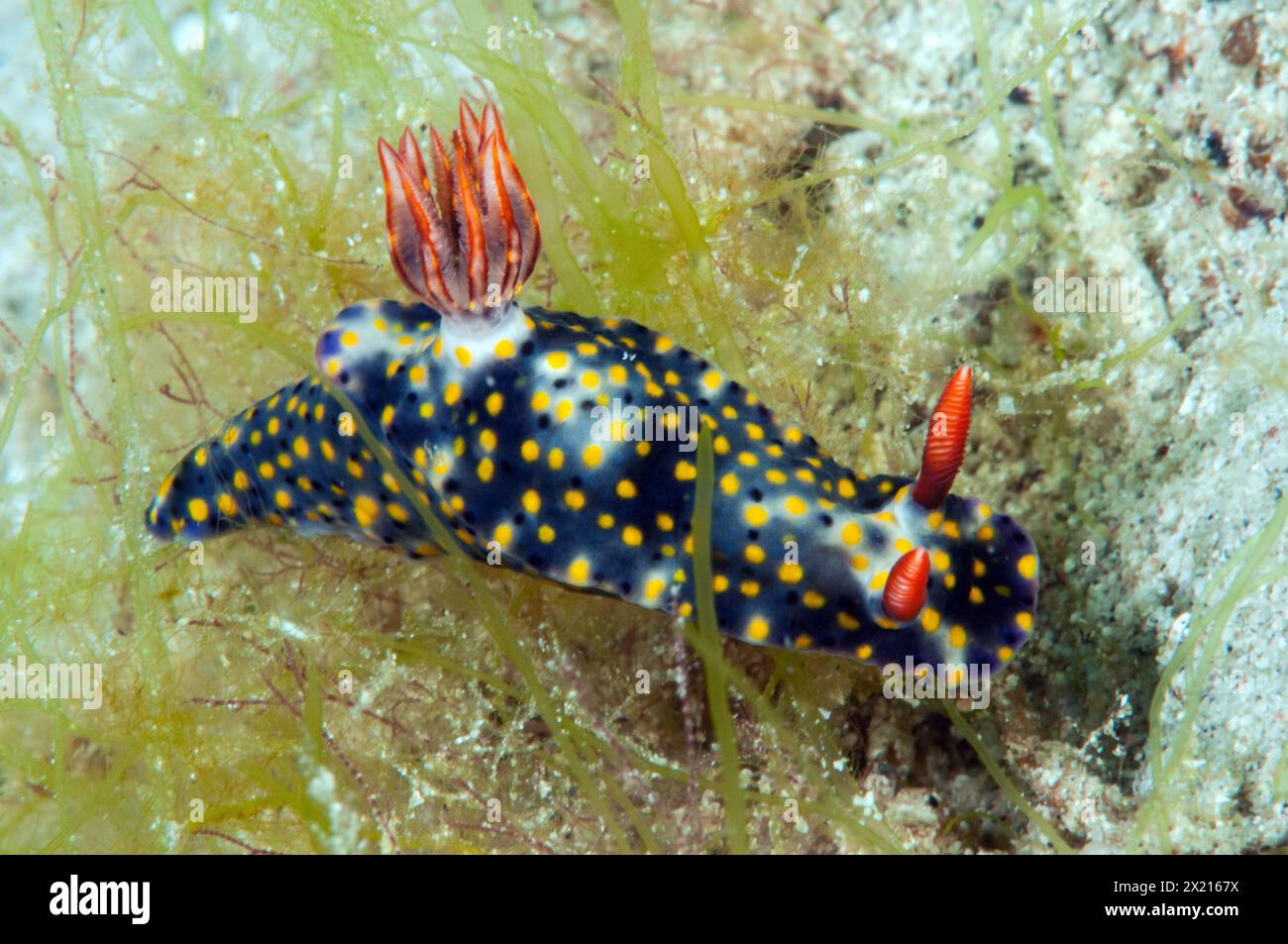 Hypselodoris infucata hi-res stock photography and images - Alamy