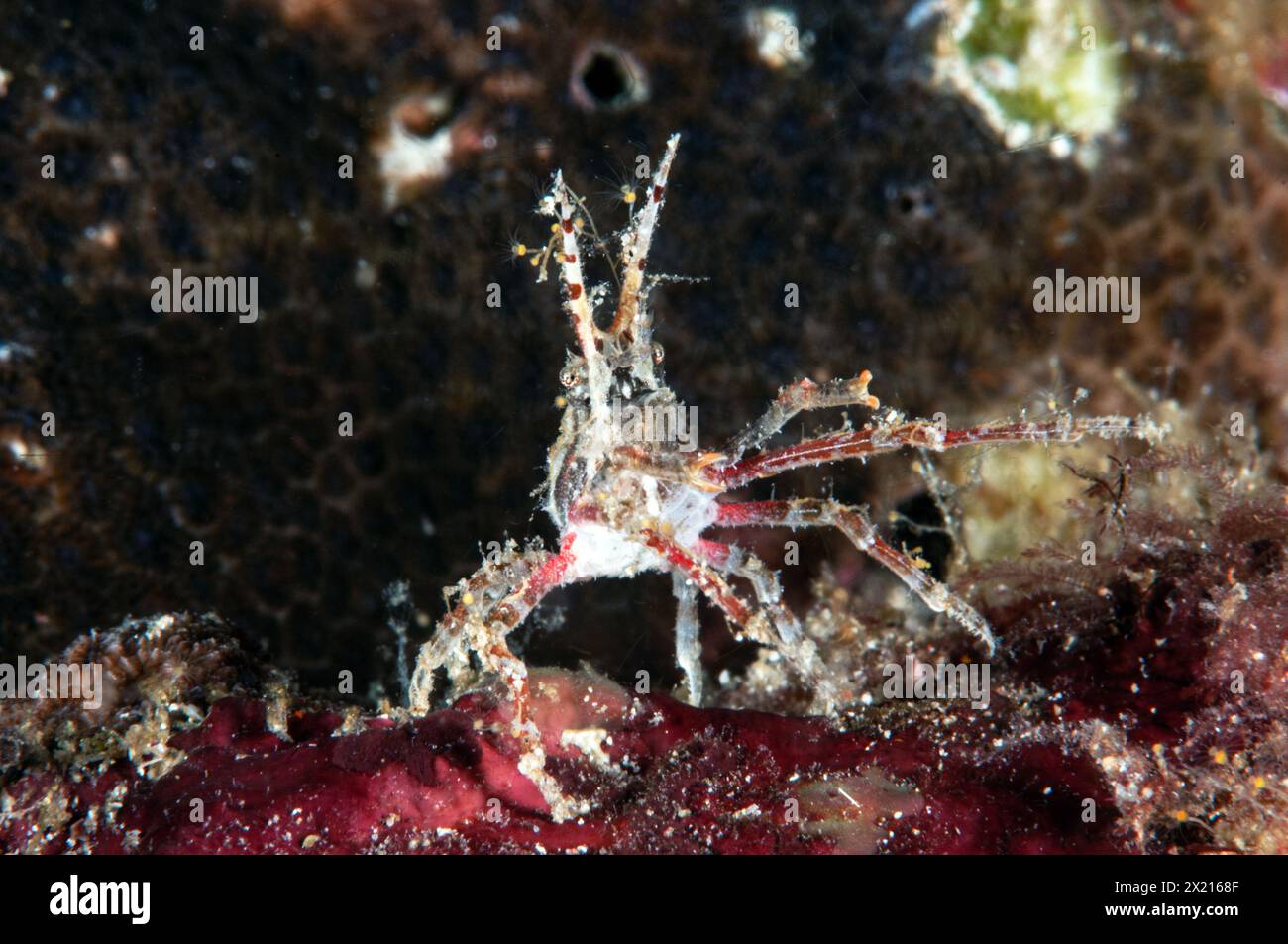 Spiny spider crab Stock Photo - Alamy