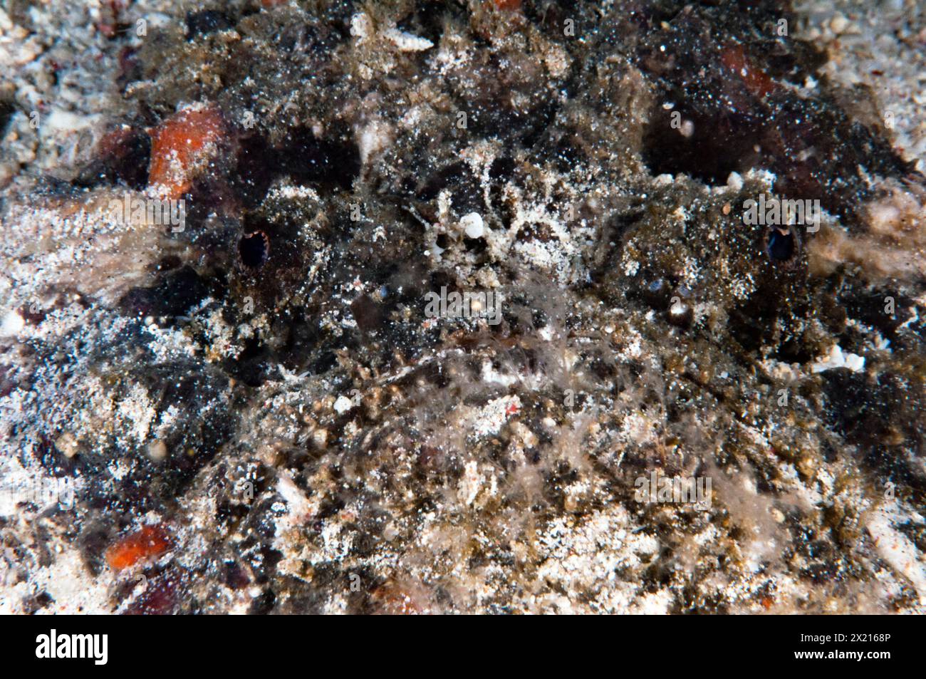 Spiny stonefish hi-res stock photography and images - Alamy