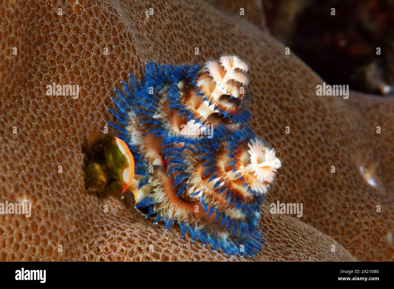 Worm biodiversity hi-res stock photography and images - Alamy