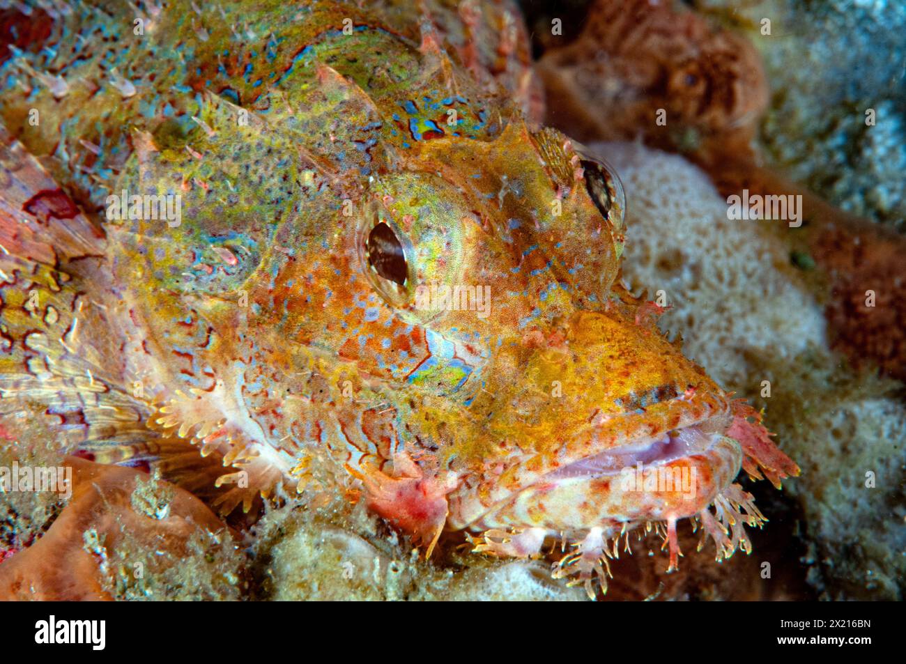 Head of a scorpion fish Stock Photo - Alamy