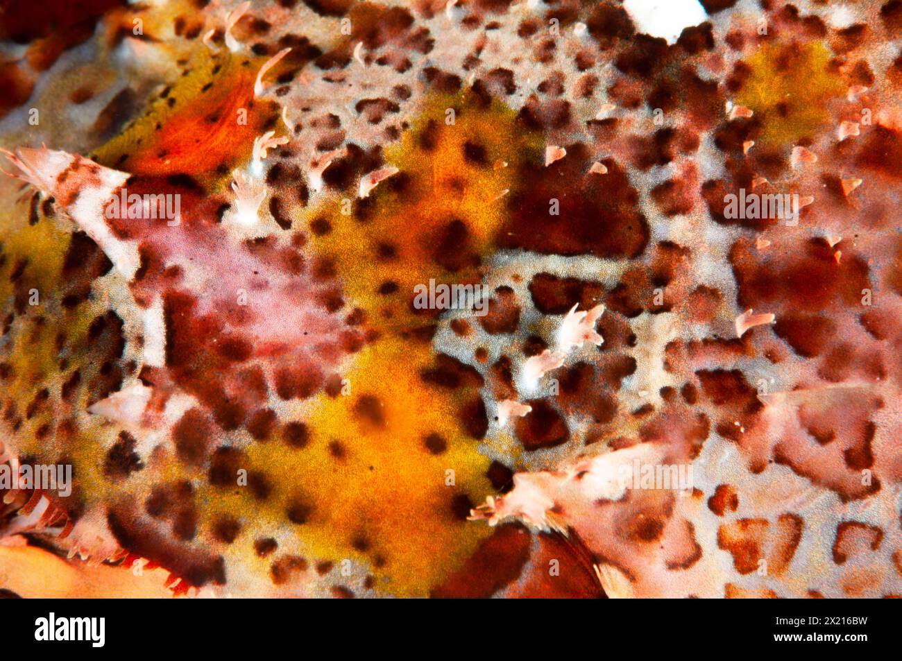 Skin of a scorpion fish Stock Photo - Alamy