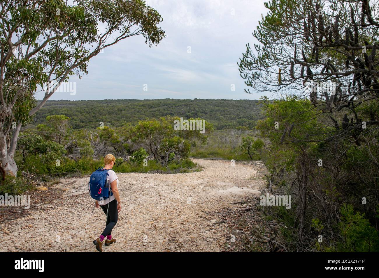 Bush walk Australia, model released middle aged woman hiker with backpack in Ku-ring -gai chase ...