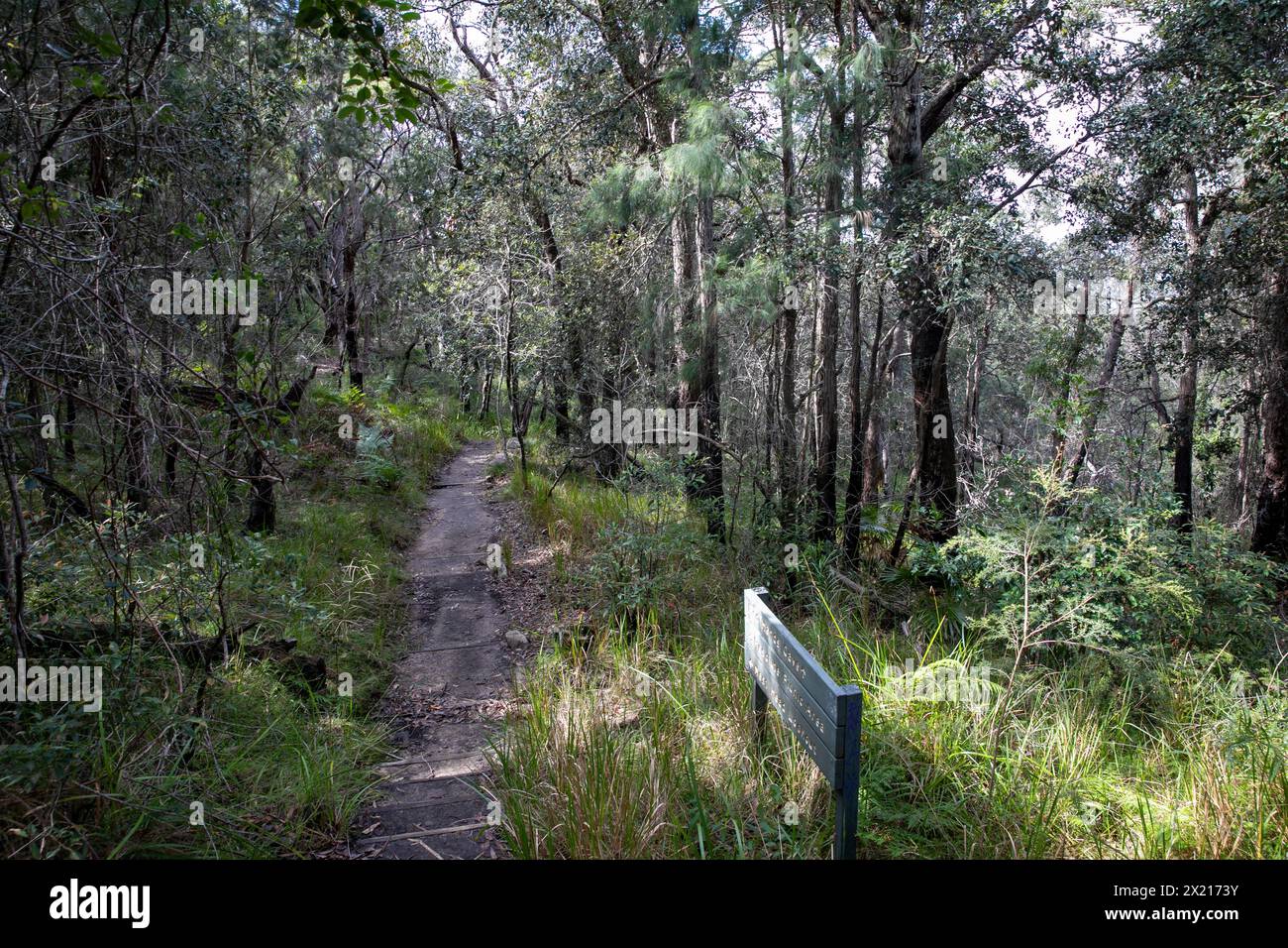 Ku-ring-gai chase national park in Sydney,Australia,bush walking trail ...