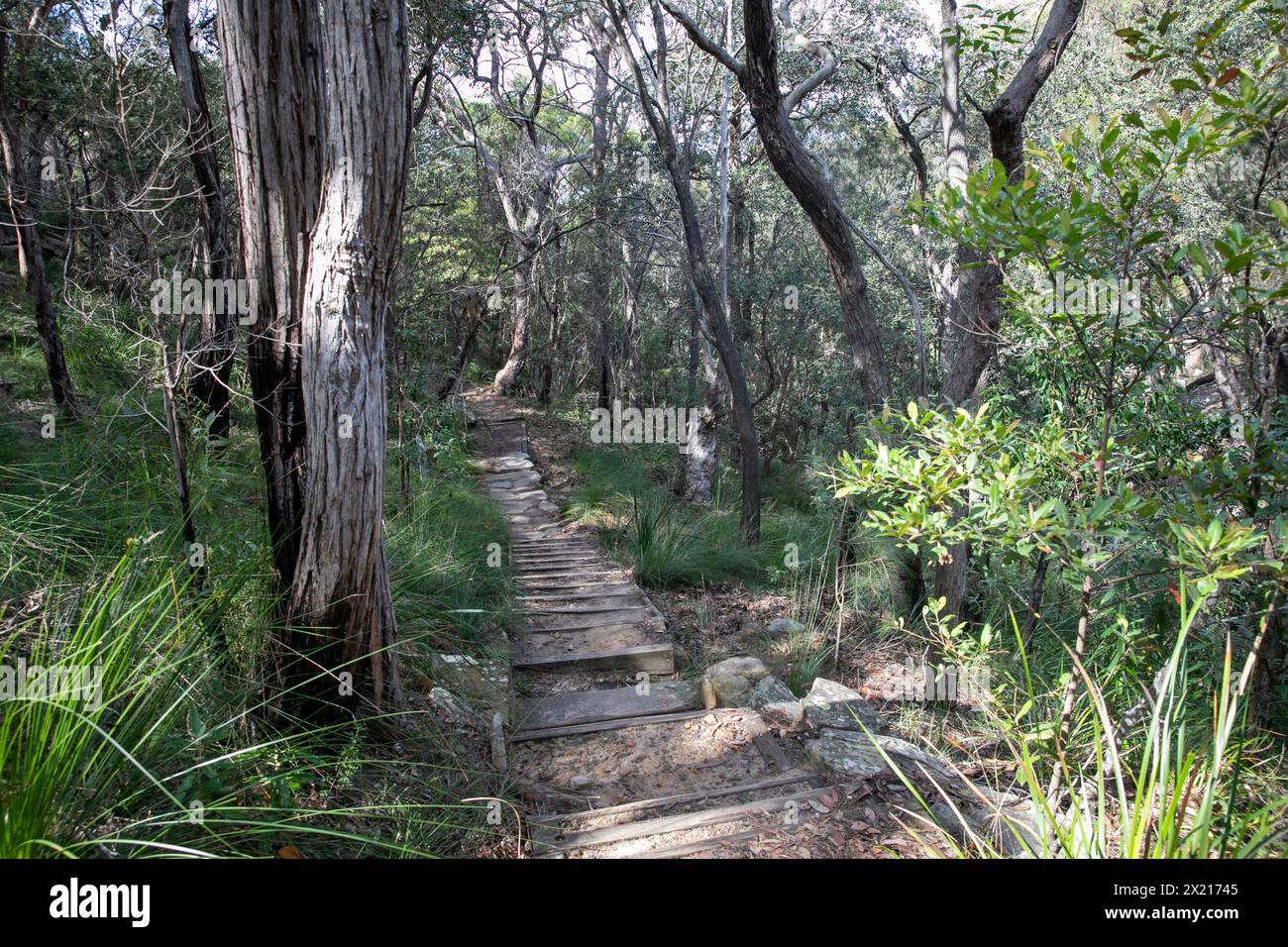 Ku-ring-gai chase national park in Sydney,Australia,bush walking trail ...