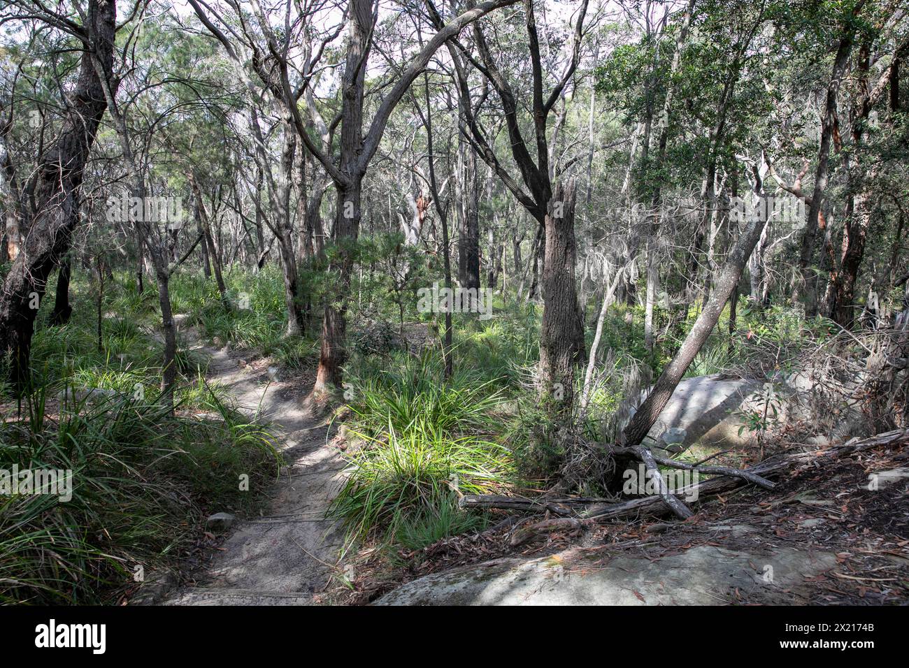 Ku-ring-gai chase national park in Sydney,Australia,bush walking trail ...