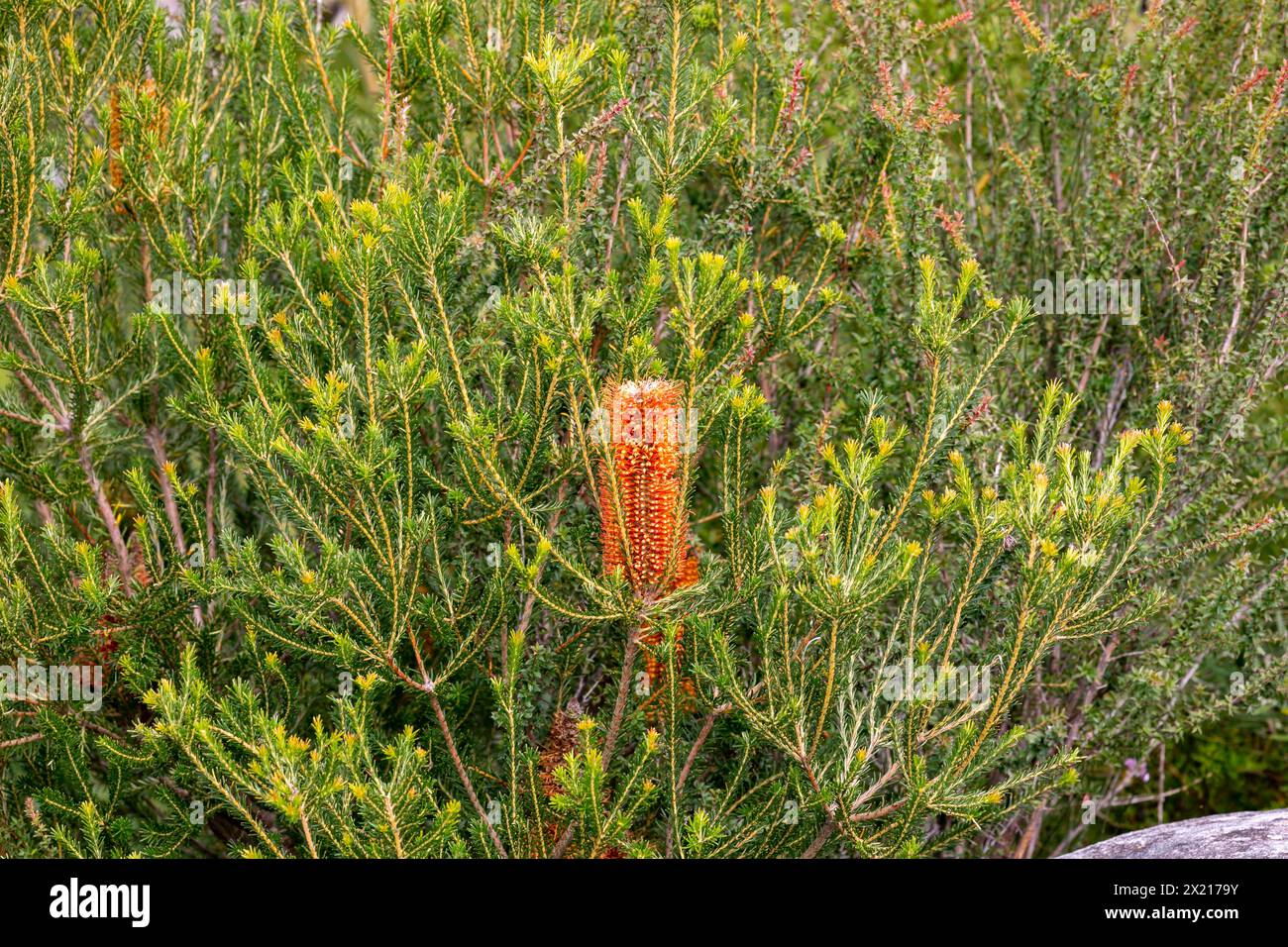 Red Orange flower spikes of the Australian Banksia plant, a woody shrub ...