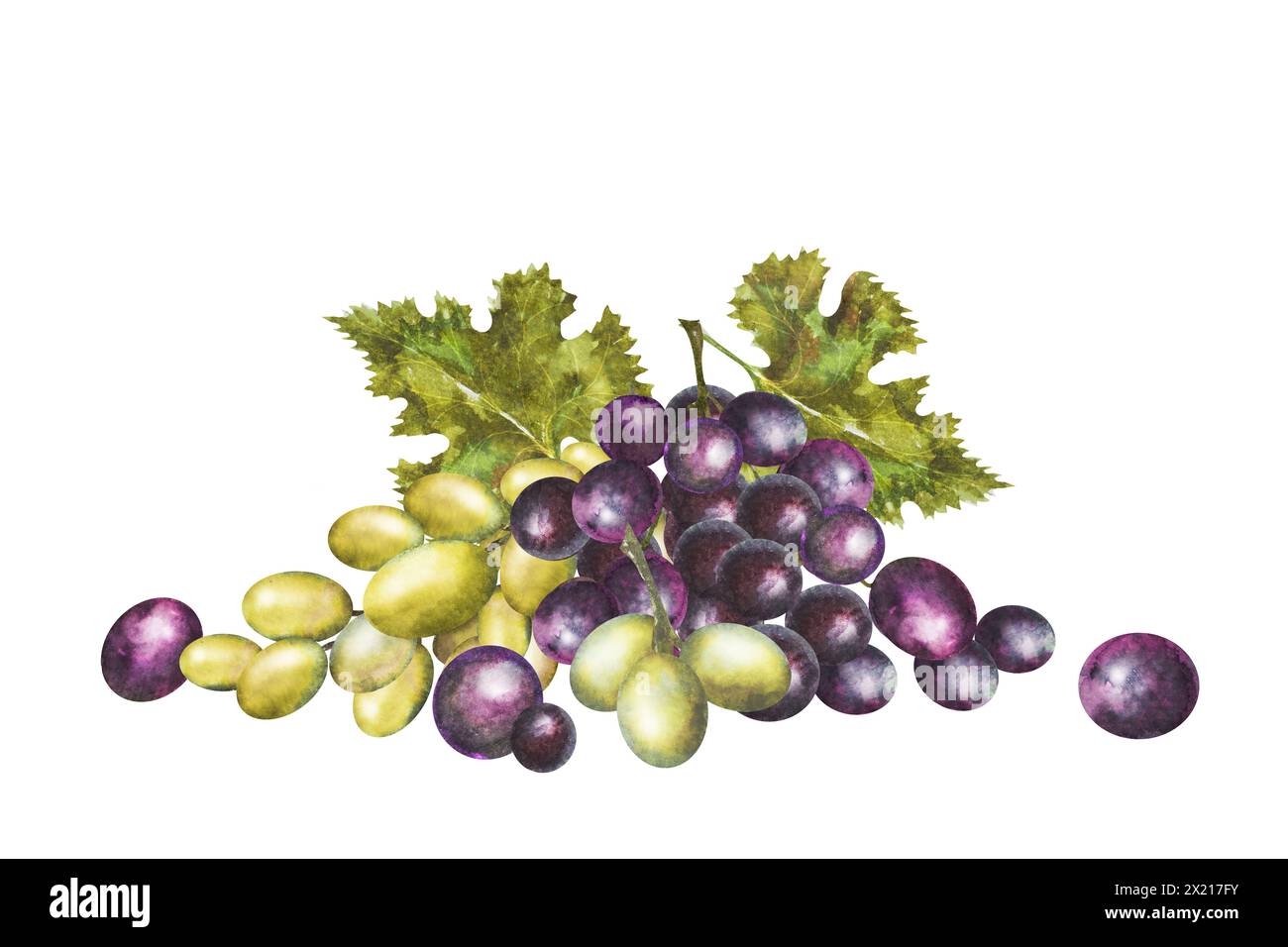 Watercolor illustration of a bunch of red and white grapes with leaves ...