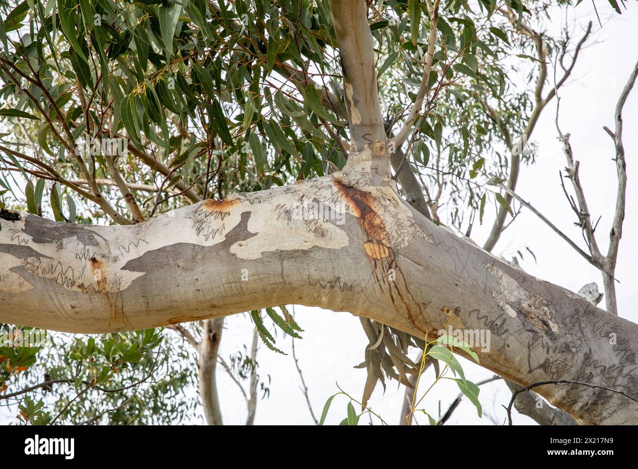 Scribbly gum tree,Eucalyptus haemastoma, endemic to Sydney Australia ...