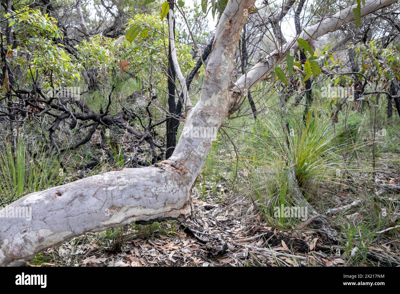 Scribbly gum tree,Eucalyptus haemastoma, endemic to Sydney Australia ...