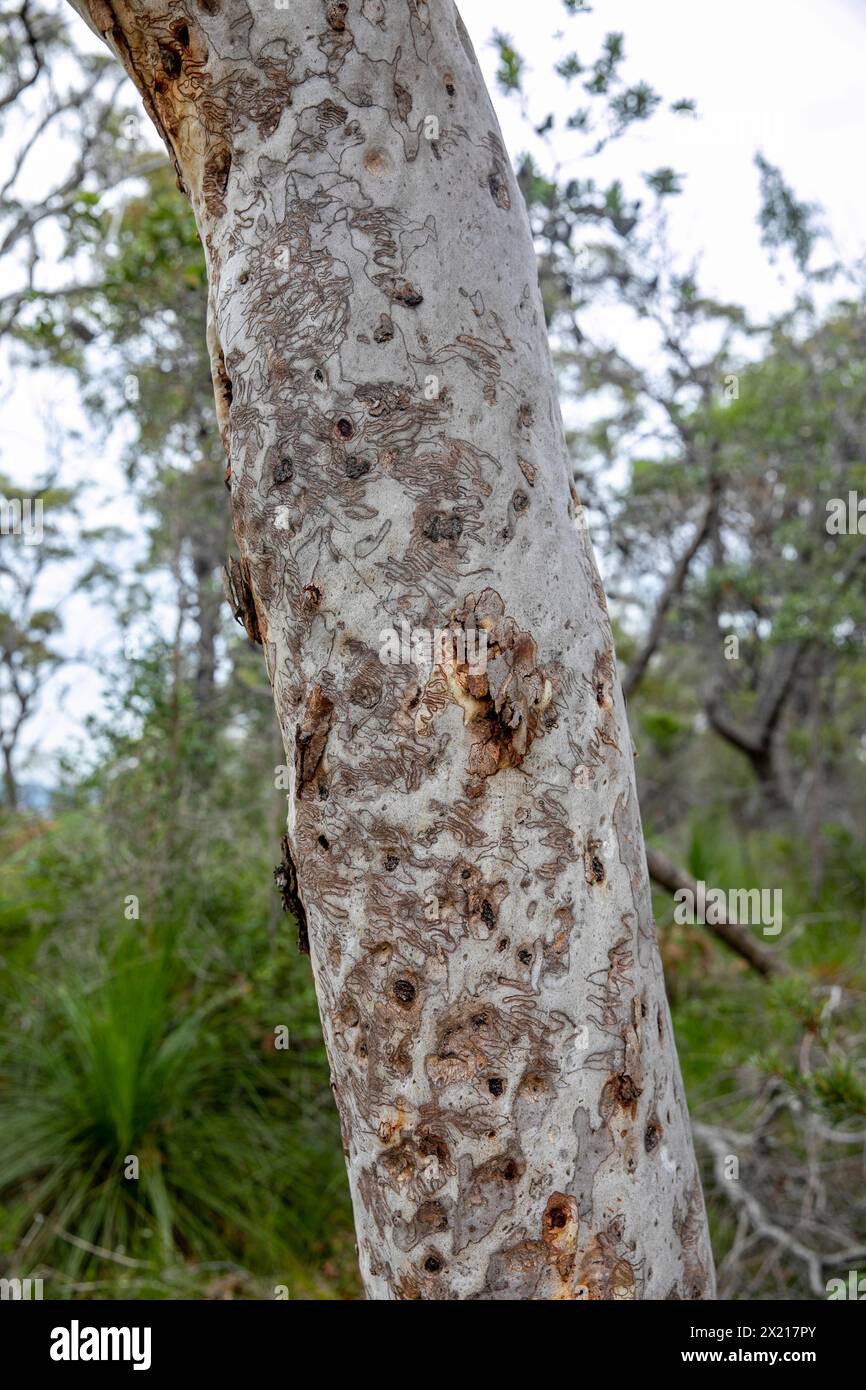 Scribbly gum tree,Eucalyptus haemastoma, endemic to Sydney Australia ...