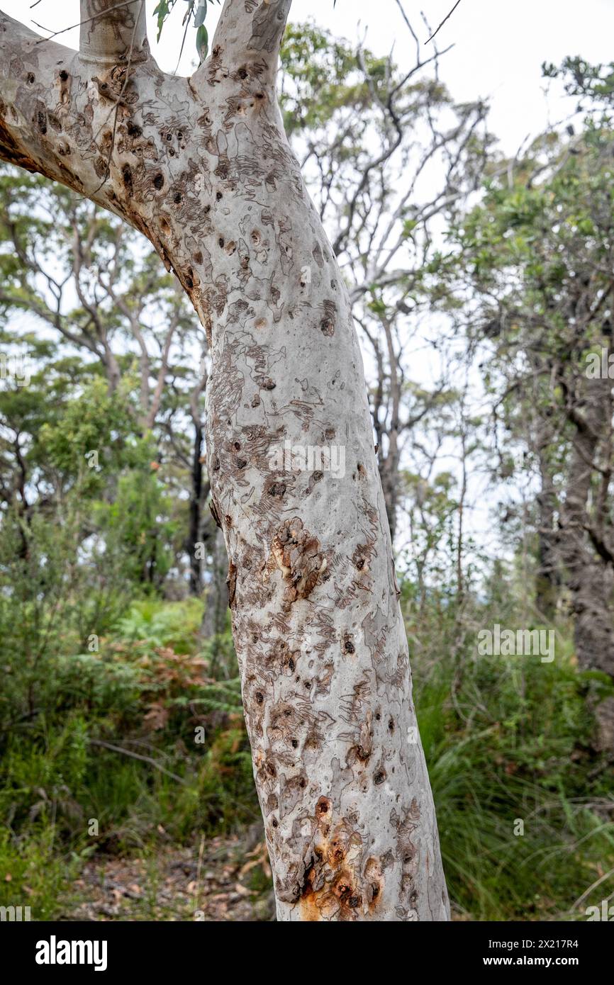 Scribbly gum tree,Eucalyptus haemastoma, endemic to Sydney Australia ...
