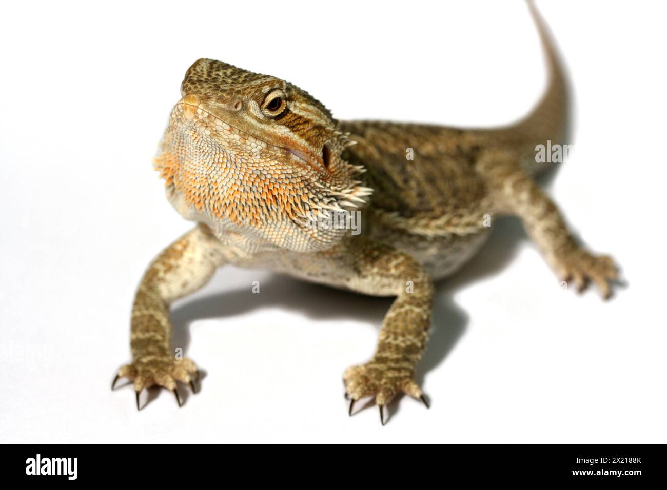 Bearded dragon lizard isolated Stock Photo - Alamy