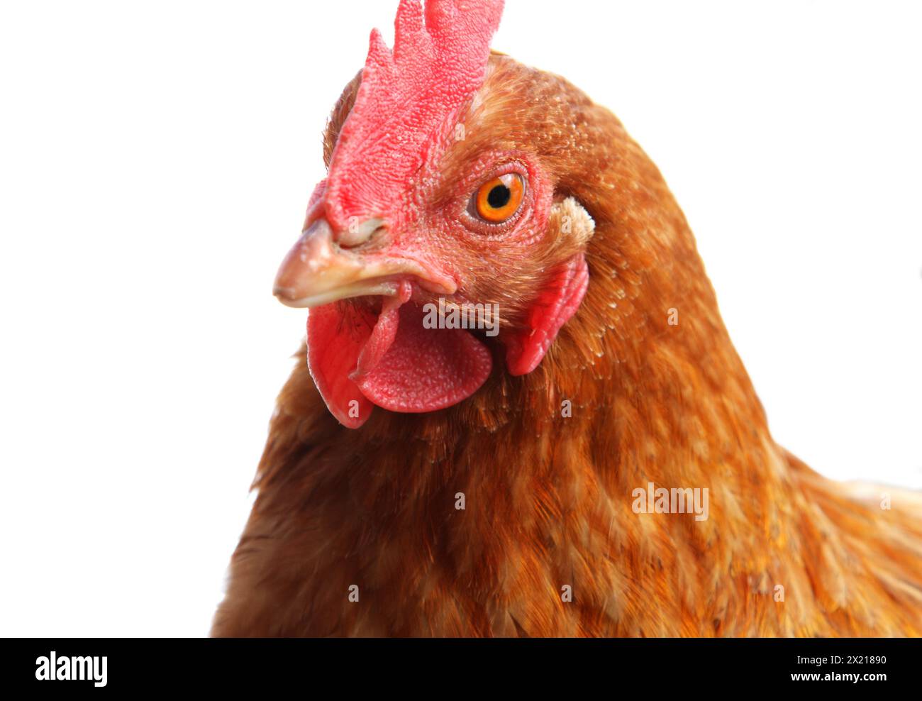 Chicken head isolated Stock Photo - Alamy
