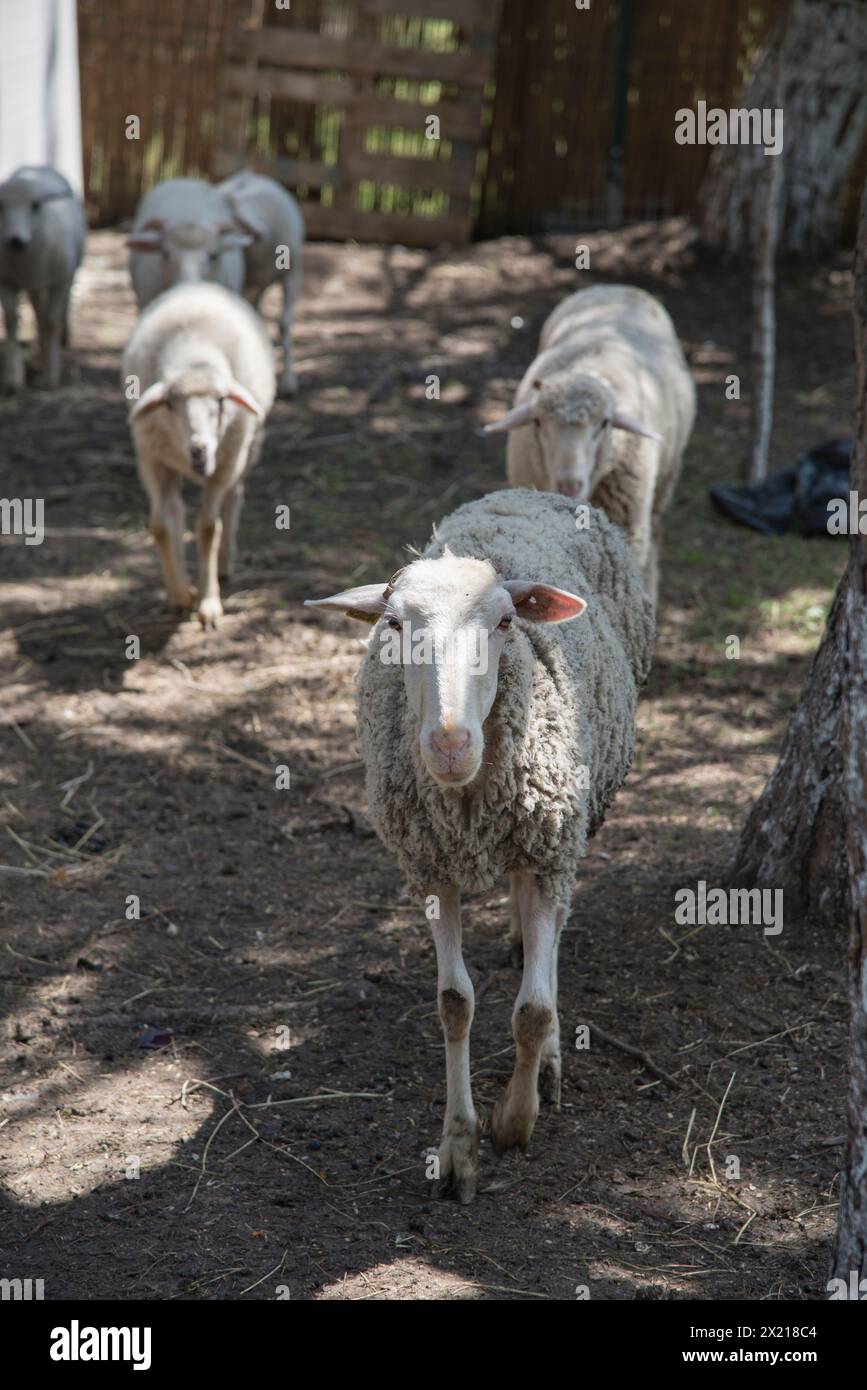 A group of sheeps. Sheep domestic animals in wooden barns at the farm ...