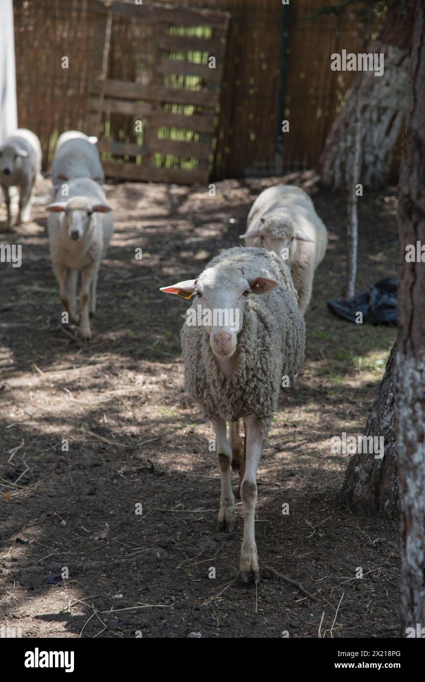 A group of sheeps. Sheep domestic animals in wooden barns at the farm ...