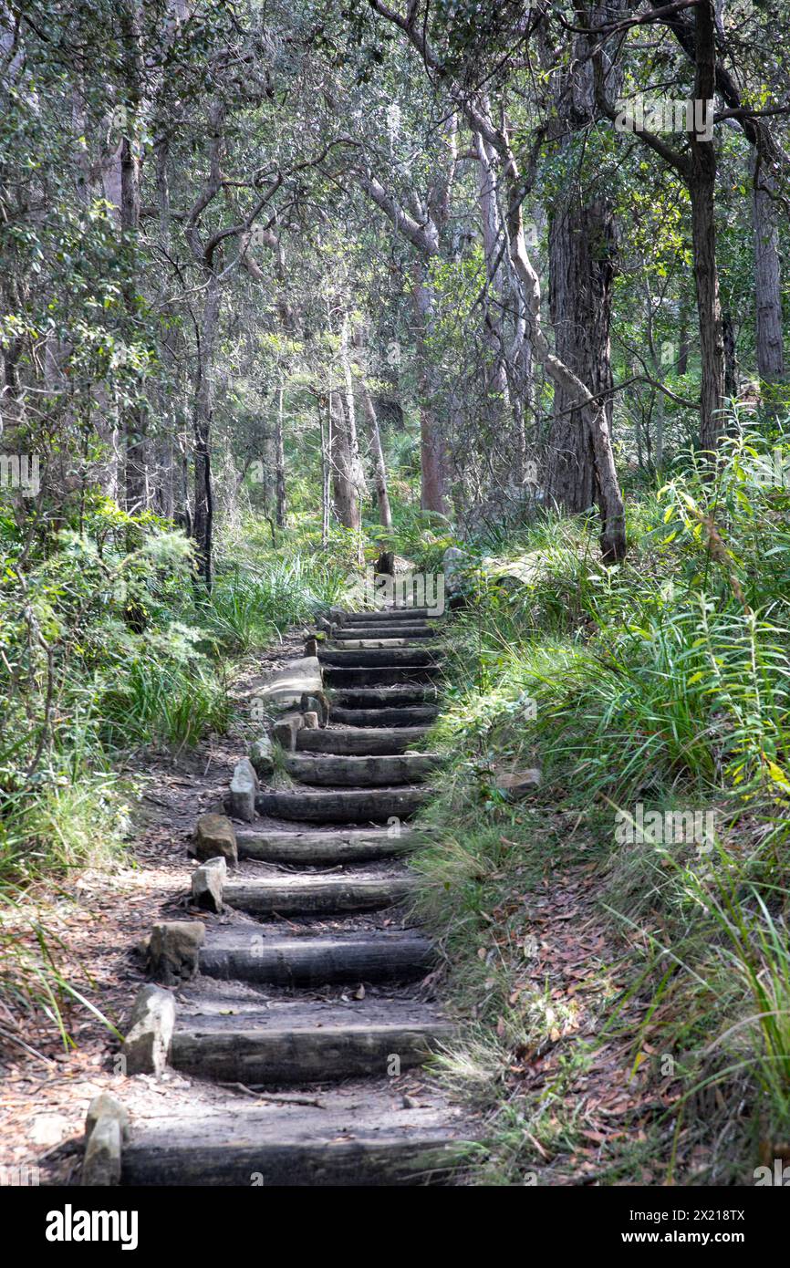 Red Hands Trail bush walk in Ku-Ring-gai chase national park, timber ...