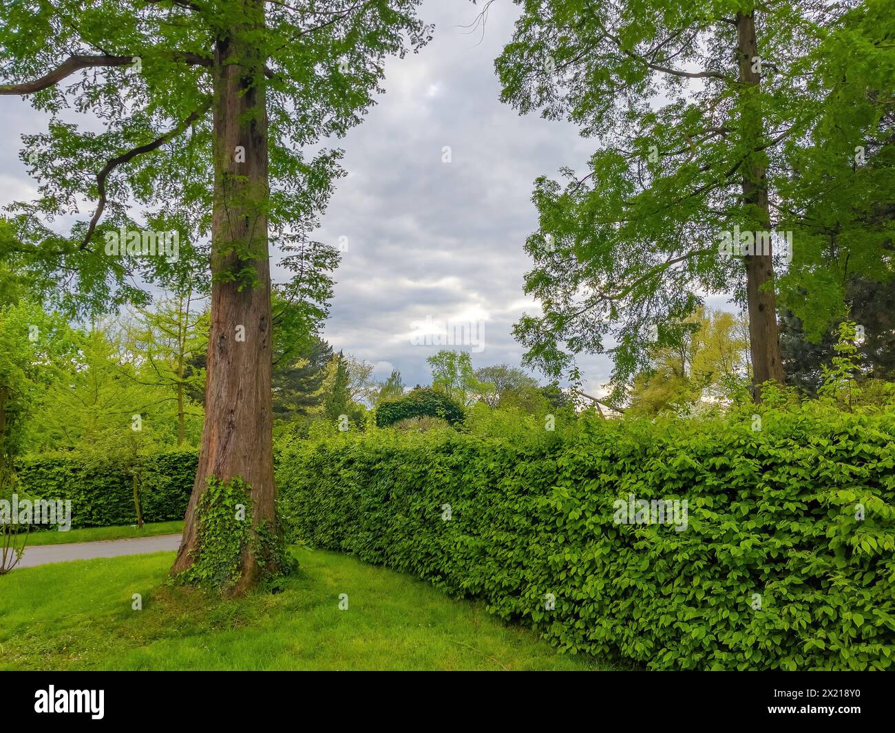 fresh green meadow trees and clouds landscape Stock Photo - Alamy