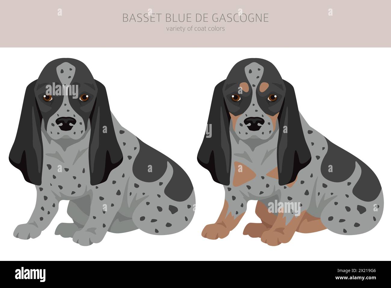 Basset Blue de Gascogne all colours puppy clipart. Different coat ...