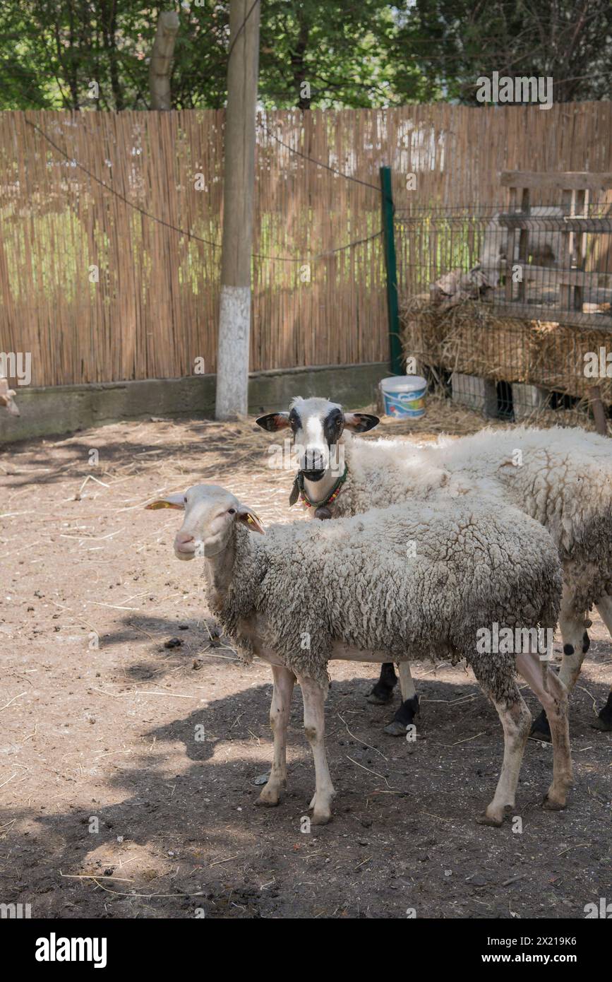 A group of sheeps. Sheep domestic animals in wooden barns at the farm ...