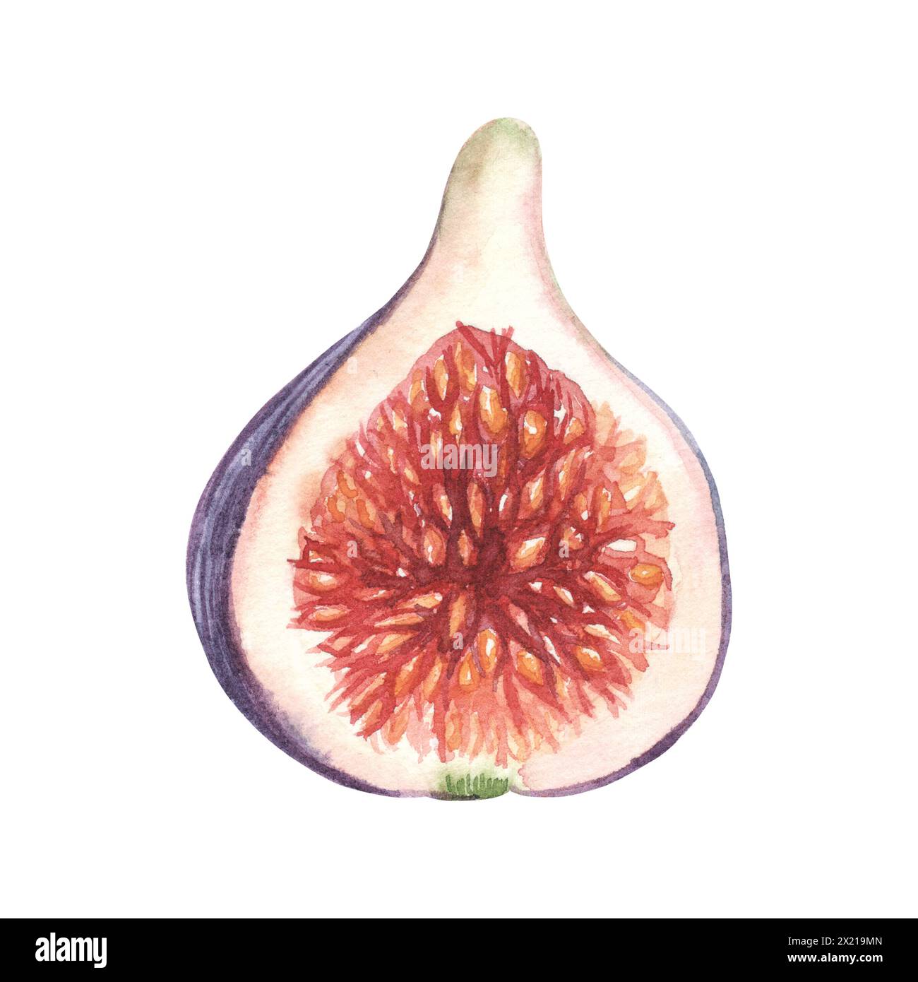 Watercolor half of fig isolated on white background. Hand drawn ...