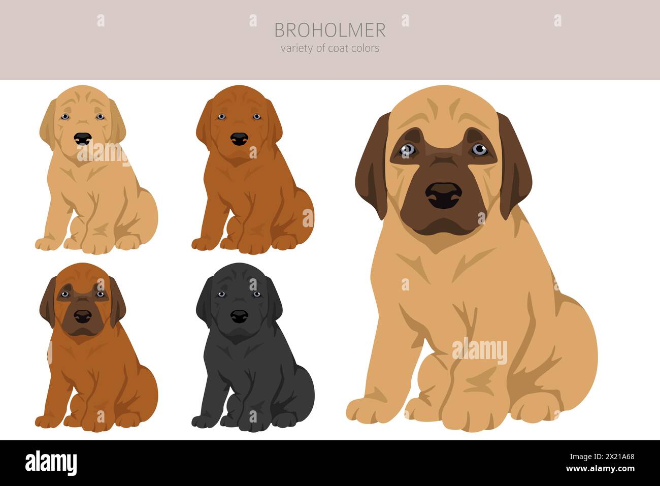Broholmer puppy clipart. Different coat colors and poses set. Vector ...