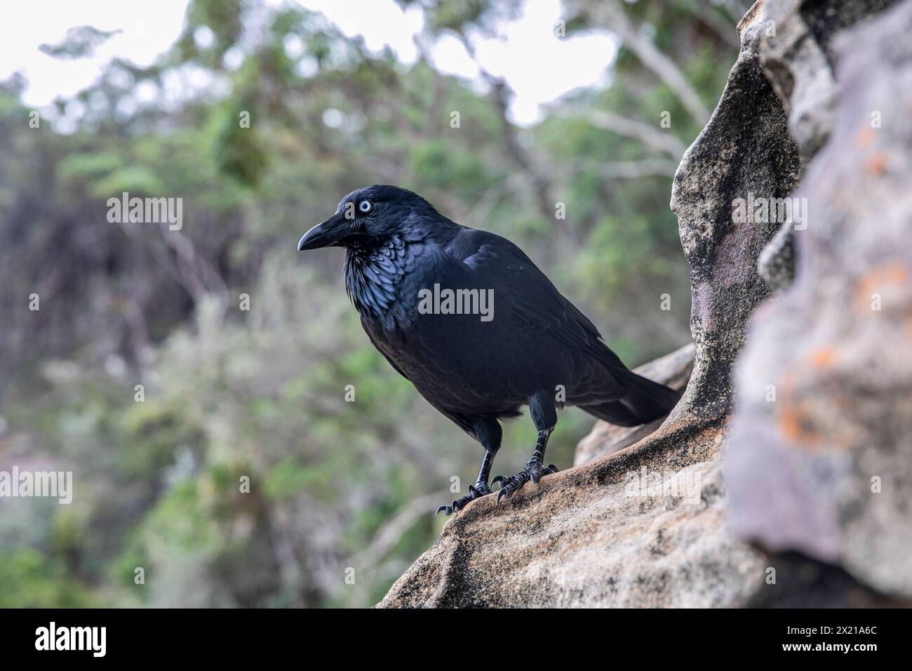 Australian raven, Corvus coronoides, is a passerine corvid bird native ...
