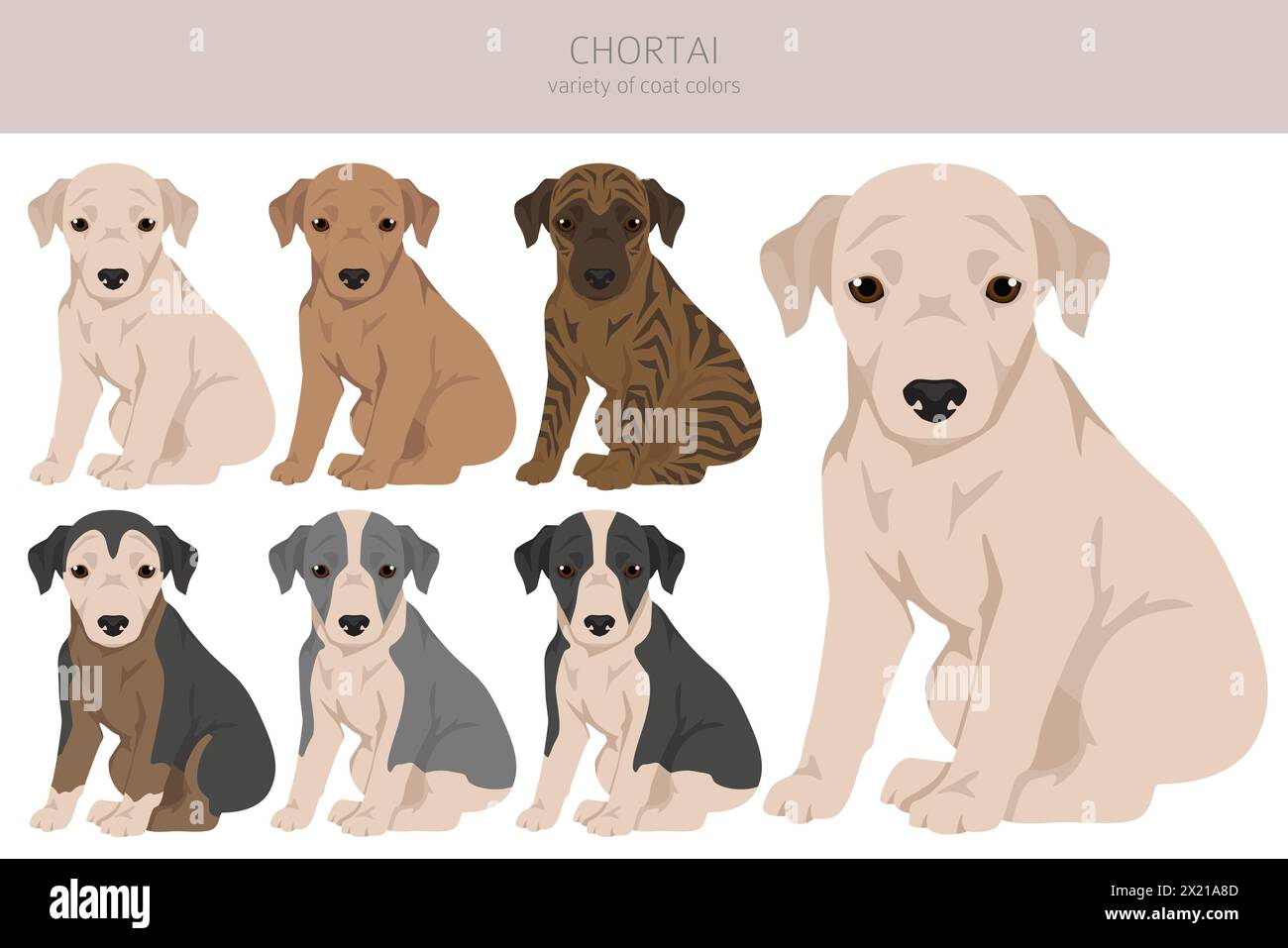 Chortai puppy clipart. Different poses, coat colors set. Vector ...