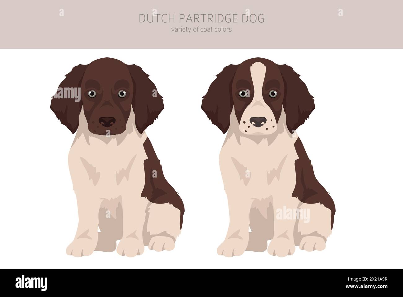 Dutch partridge dog puppy clipart. Different poses, coat colors set ...