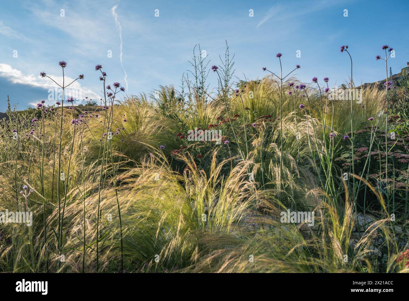 Verbena bonariensis (tall verbena) and Stipa tenuissima, Mexican ...