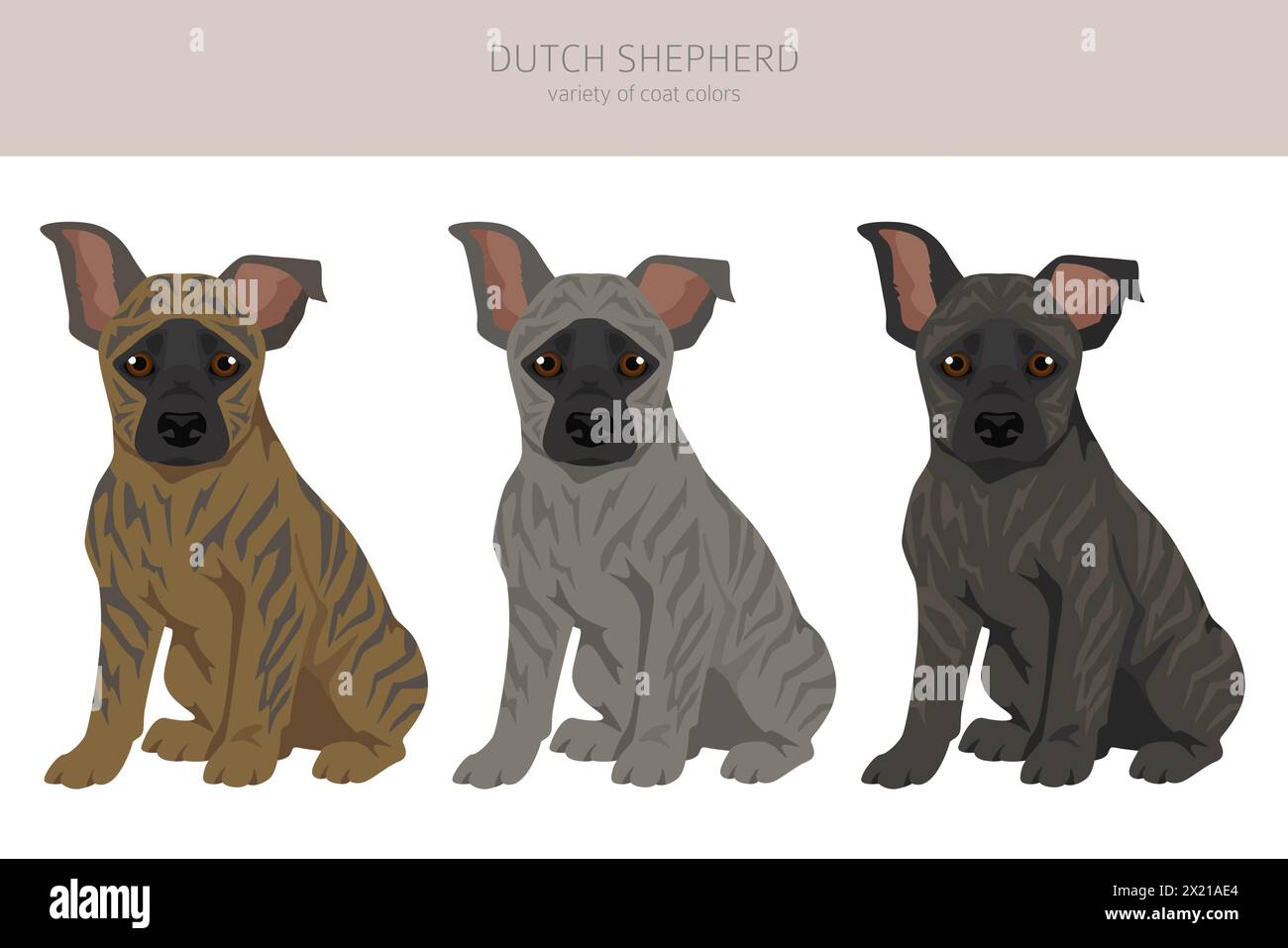 Dutch shepherd puppy clipart. Different poses, coat colors set. Vector ...