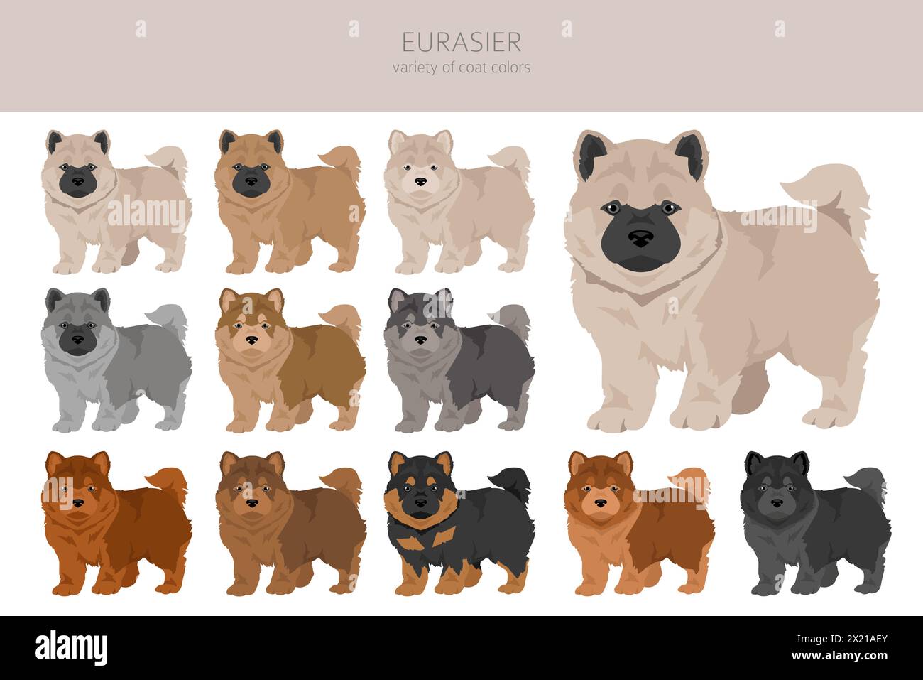 Eurasier dog puppy clipart. Different poses, coat colors set. Vector illustration Stock Vector ...