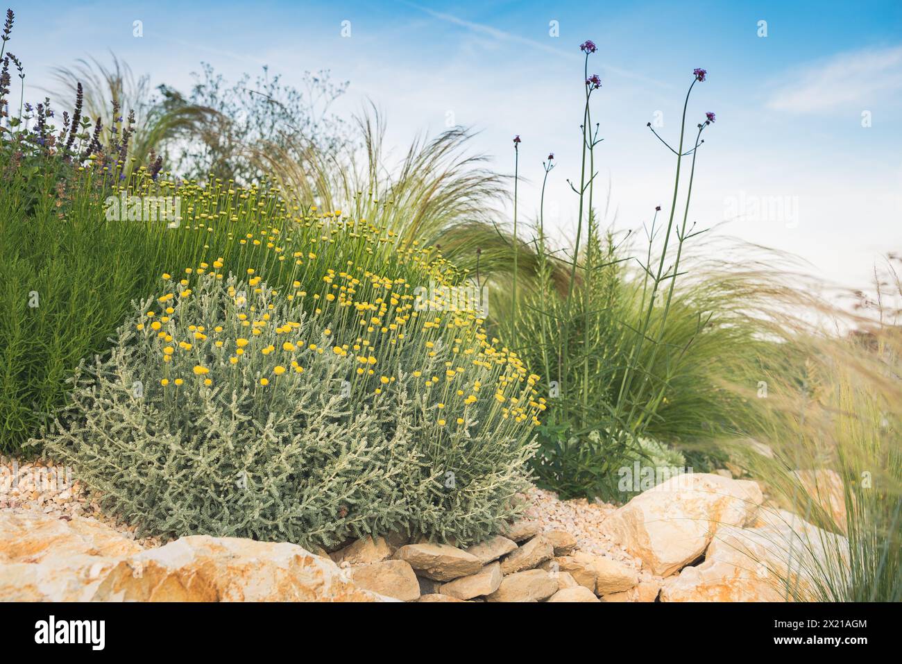 Santolina chamaecyparissus, cotton lavender plant in the garden at ...
