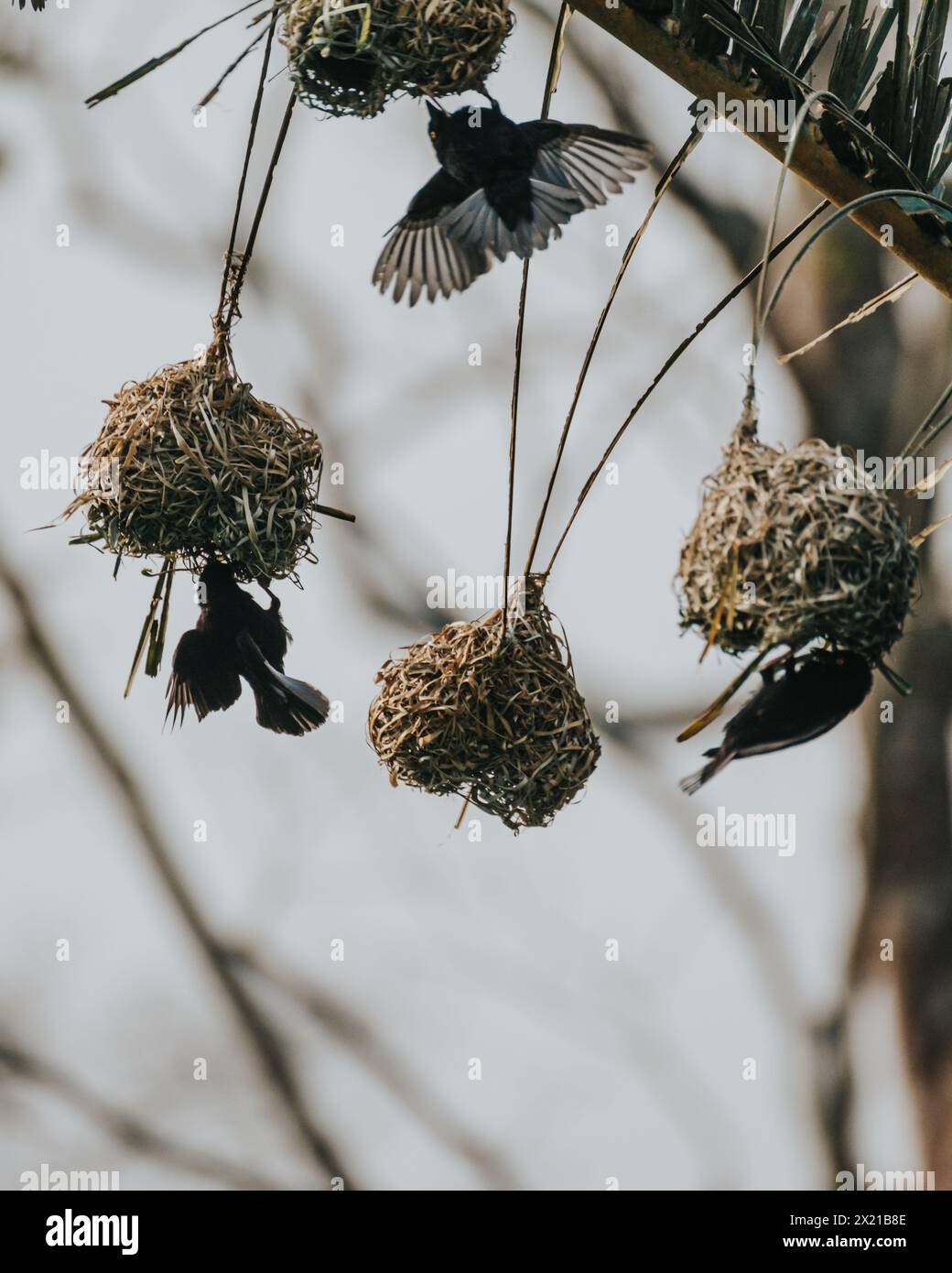 Endemic Fox's Weaver in Uganda, Queen Elizabeth National Park Stock ...